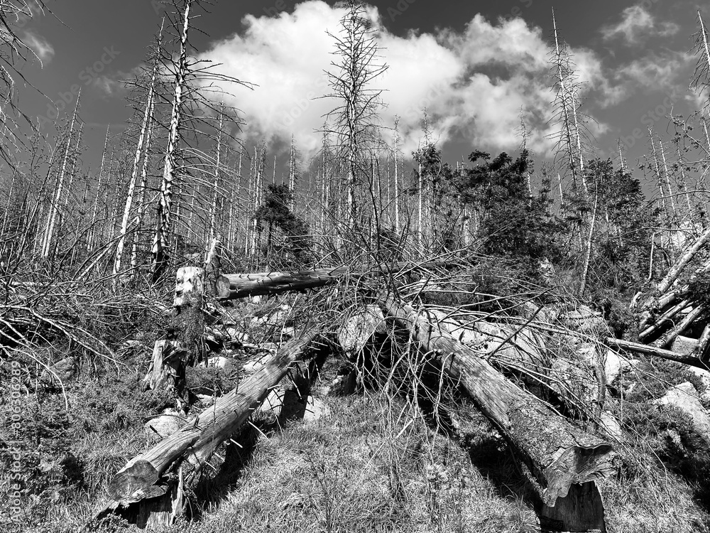 Natural damage to trees caused by bark beetles and water scarcity in ...