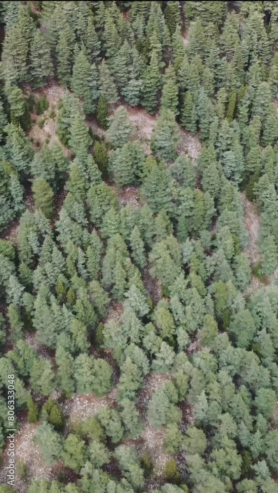 Bird's eye video captures green, forest with towering trees. Aerial ...