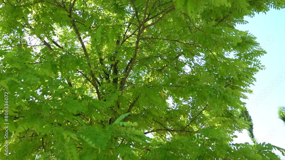 Robinia pseudoacacia, commonly known in its native territory as black ...