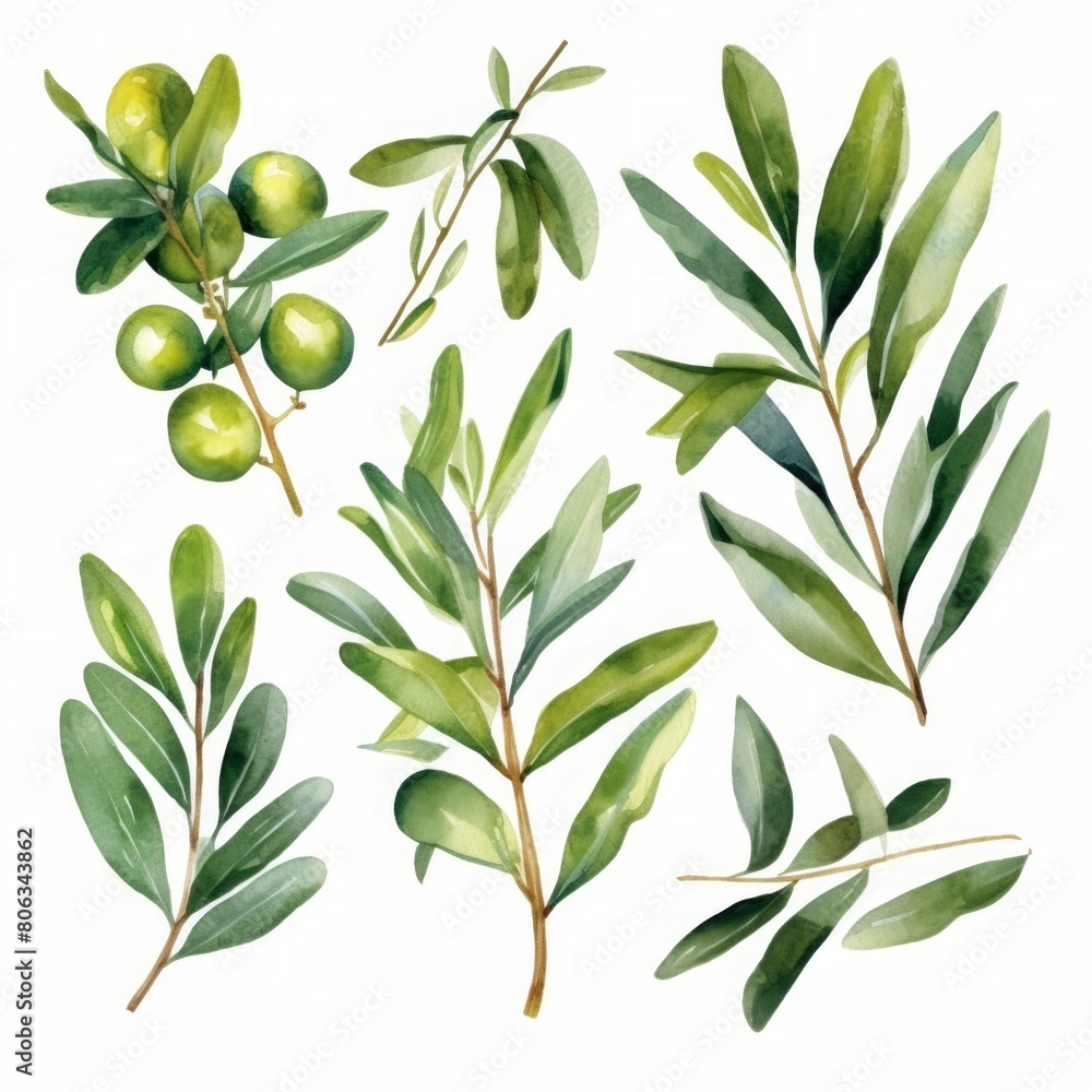Watercolor olive tree branch set with leaves and green olives. Hand painted floral illustration ...