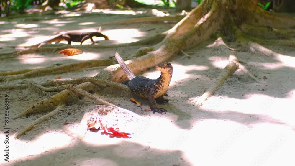 A monitor lizard walks on the sand between the trees. A giant lizard ...