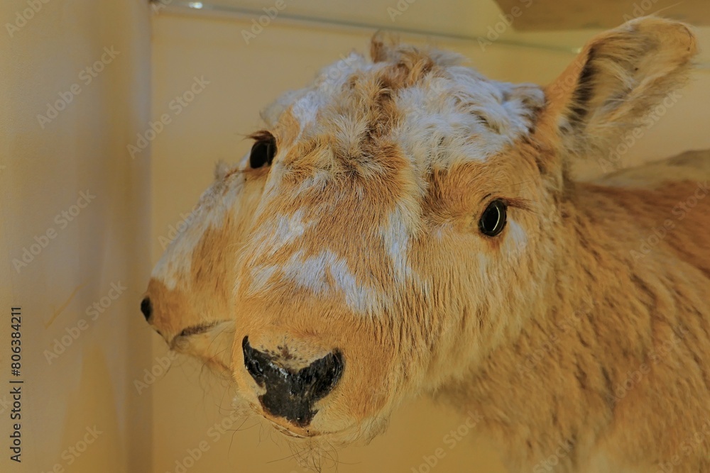 Stuffed example of lifestock anomaly - polycephalic young calf, one of ...