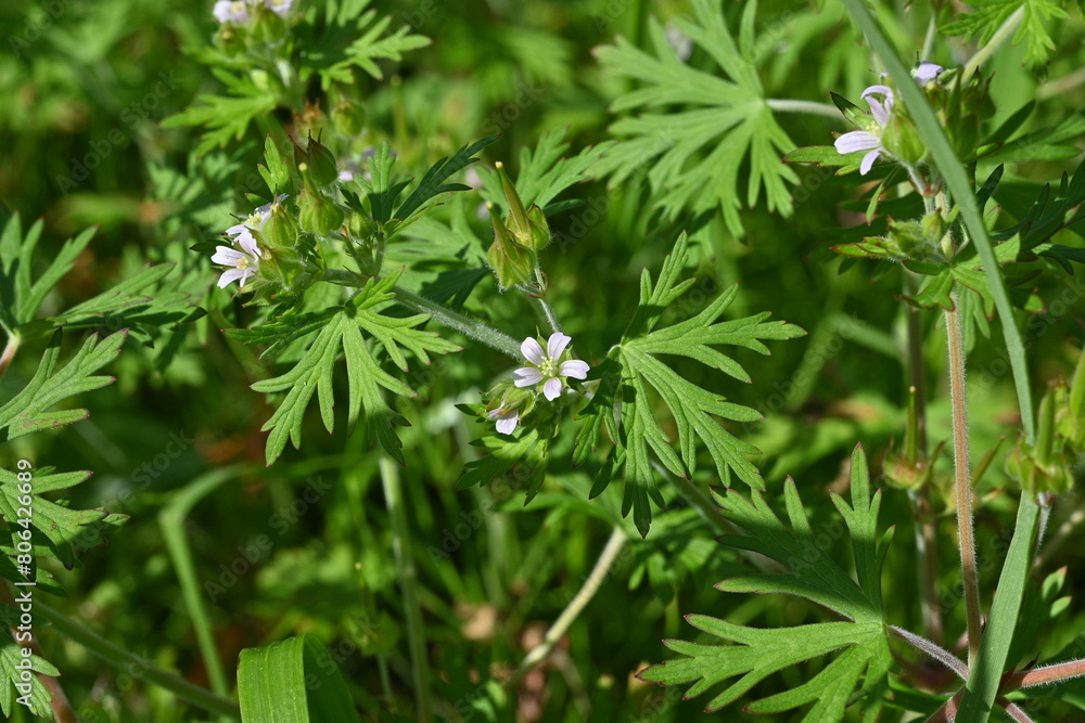 Geranium carolinianum flowers. A Geraniaceae weed native to North ...