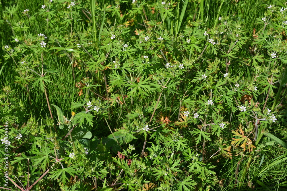 Geranium carolinianum flowers. A Geraniaceae weed native to North ...