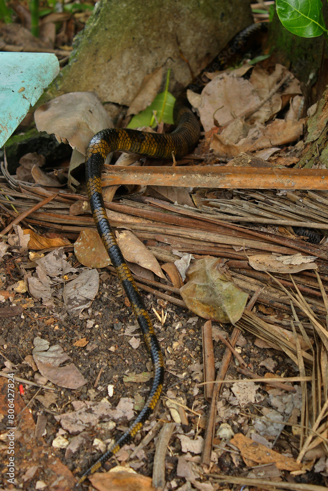 Cobra Spilotes Pullatus, serpent from the Colubridae family, popularly ...