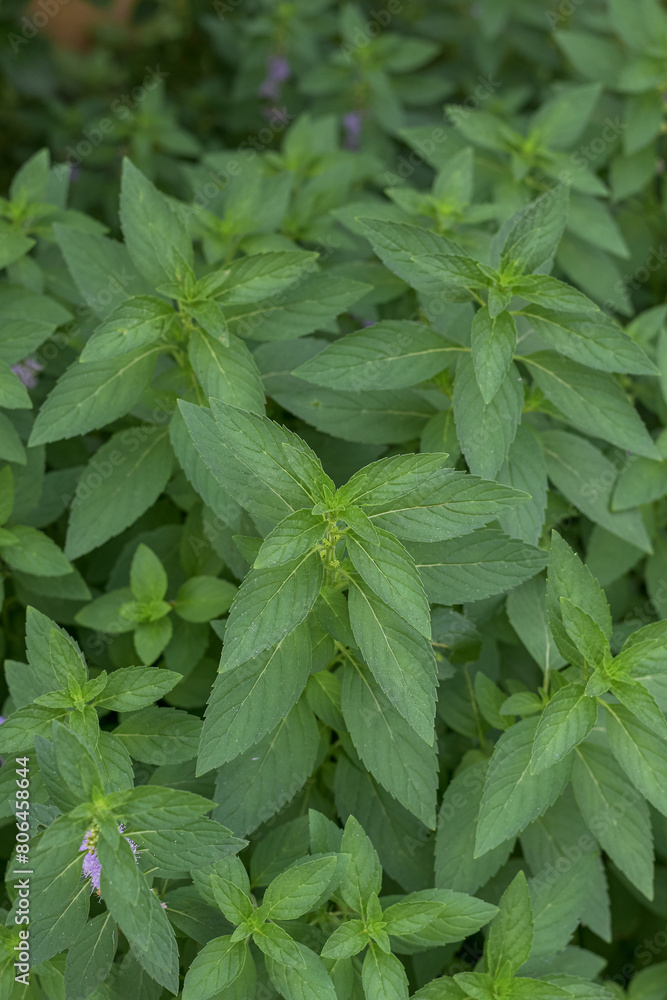 Mentha Canadensis wild mint plant as an alternative ingredient for ...