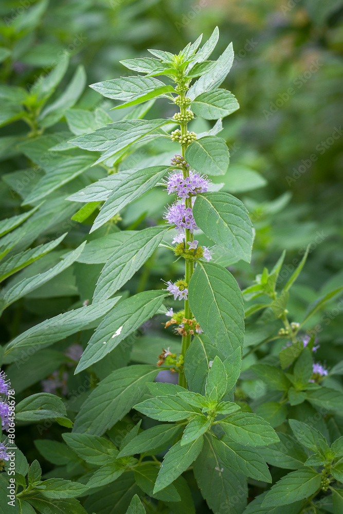 Mentha Canadensis wild mint plant as an alternative ingredient for ...