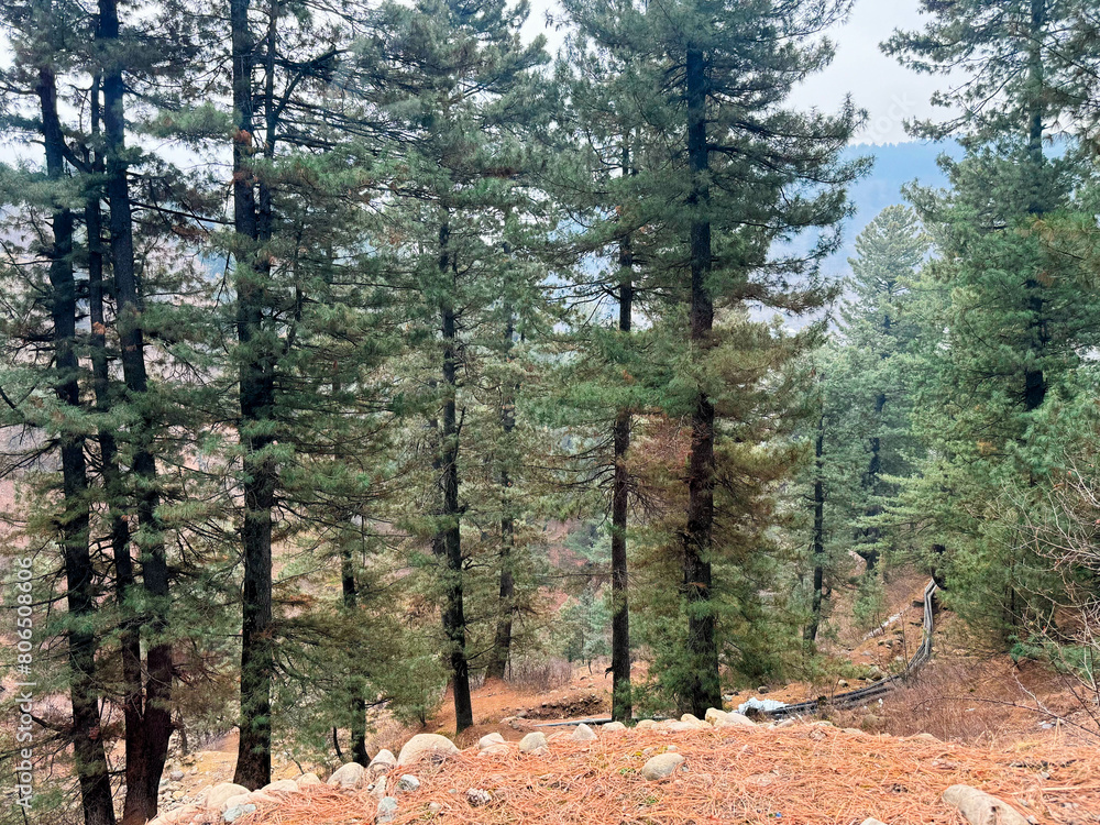 Beautiful Pine Trees beside the Road at Gulmarg, Kashmir, India Stock ...