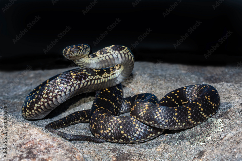 Endangered Australian Broad-headed Snake from the Sydney Basin Stock ...