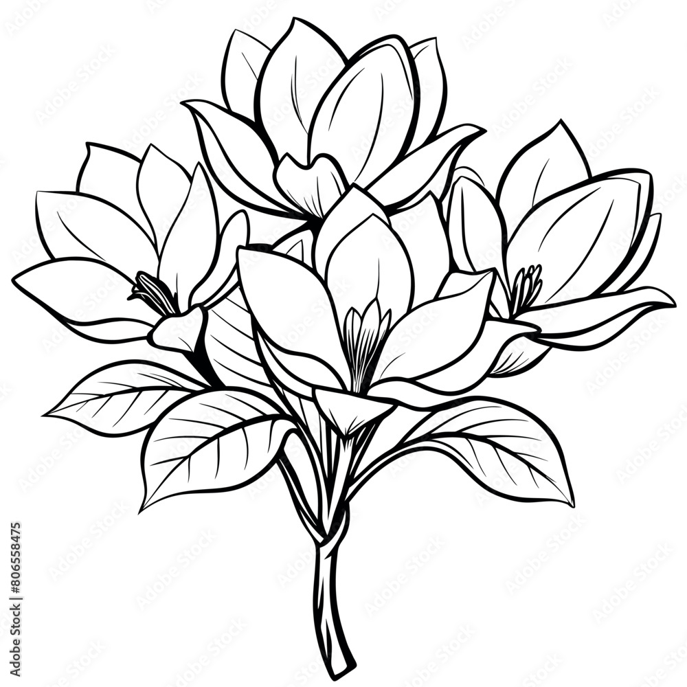 Magnolia Flower outline illustration coloring book page design ...