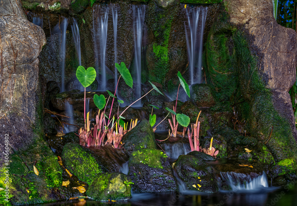 Night View of a Hawaiian Waterfall with Taro Plants. Stock Photo ...