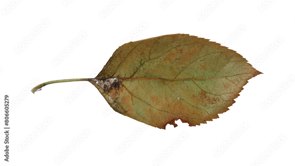 Dried apple leaves with Isolate Leaves on transparent background. Png ...