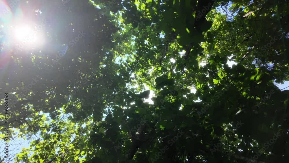 4k video footage of walking through the dense natural forest trees ...