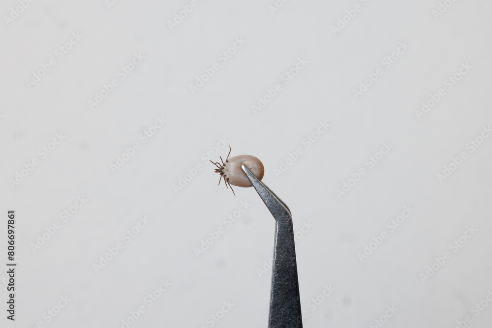 Tick (Ixodes ricinus) filled with blood in tweezers isolated on white ...