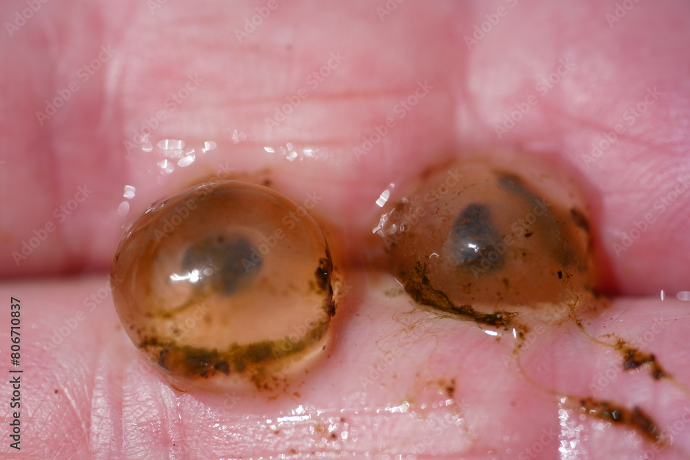 Frogs breed in the spring. Tadpoles of the European grass frog (Rana ...