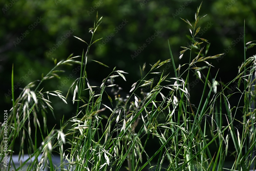 Rescue grass ( Bromus catharticus ) spikelet. Poaceae perennial weed ...