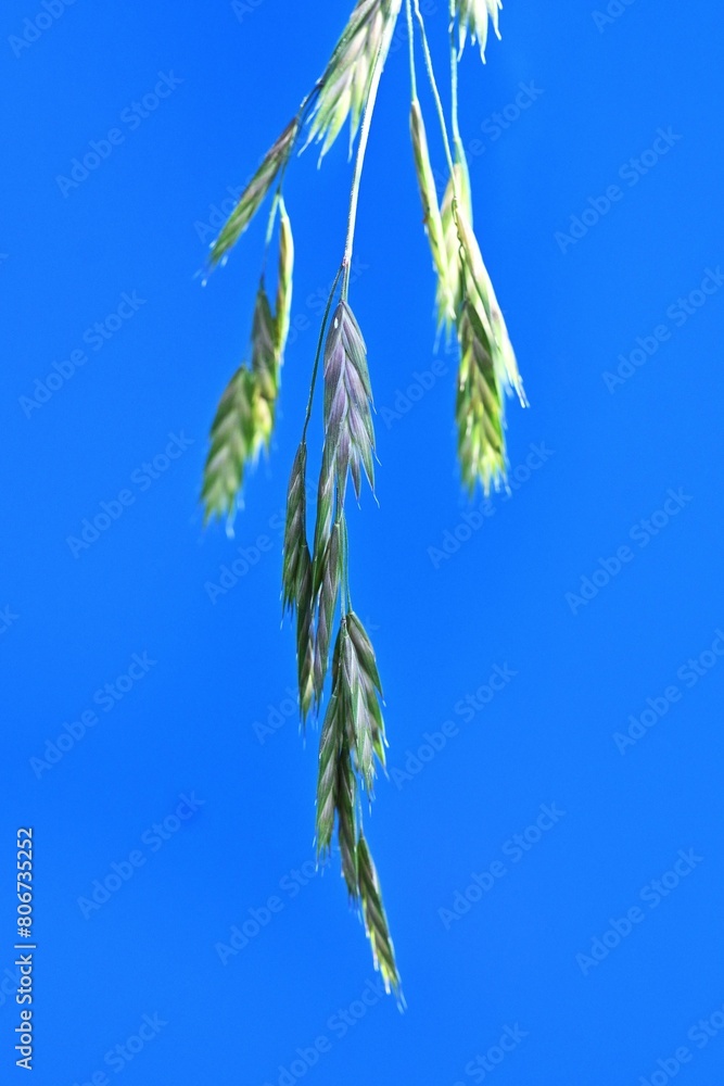 Rescue grass ( Bromus catharticus ) spikelet. Poaceae perennial weed ...