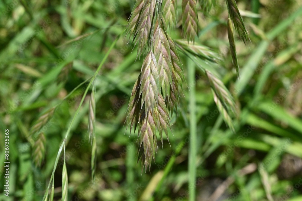 Rescue grass ( Bromus catharticus ) spikelet. Poaceae perennial weed ...