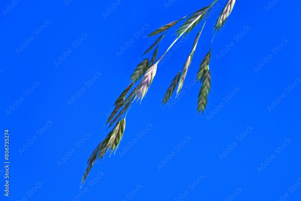 Rescue grass ( Bromus catharticus ) spikelet. Poaceae perennial weed ...