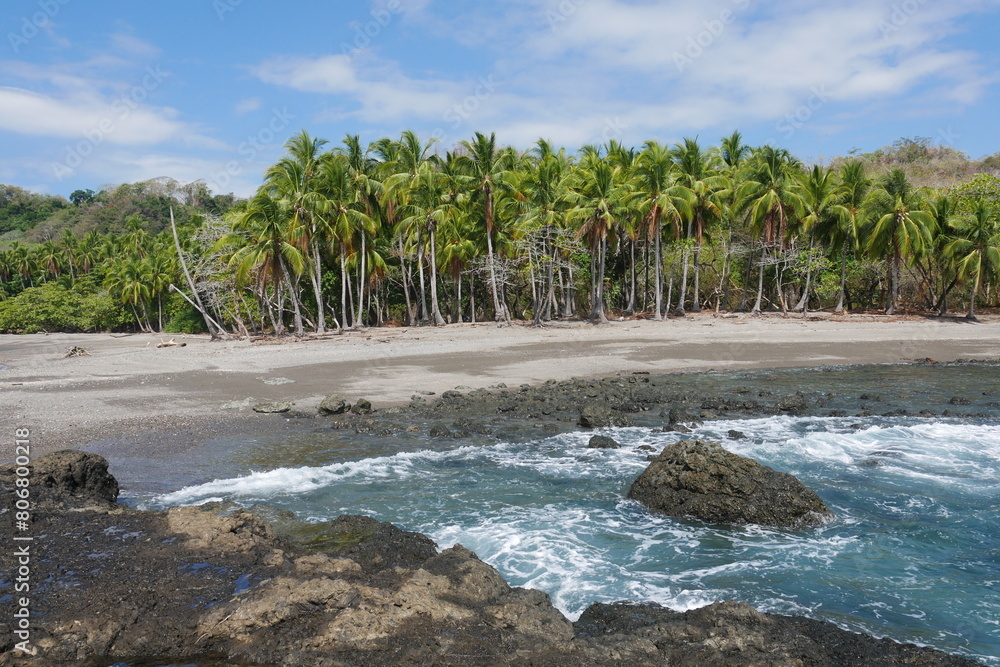 Palmenhain am Strand an der Küste von Montezuma auf der Halbinsel ...