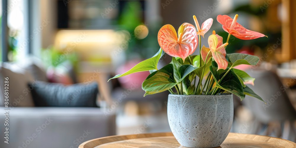 Indoor Elegance: Anthurium in Modern Home. A vibrant pink anthurium ...