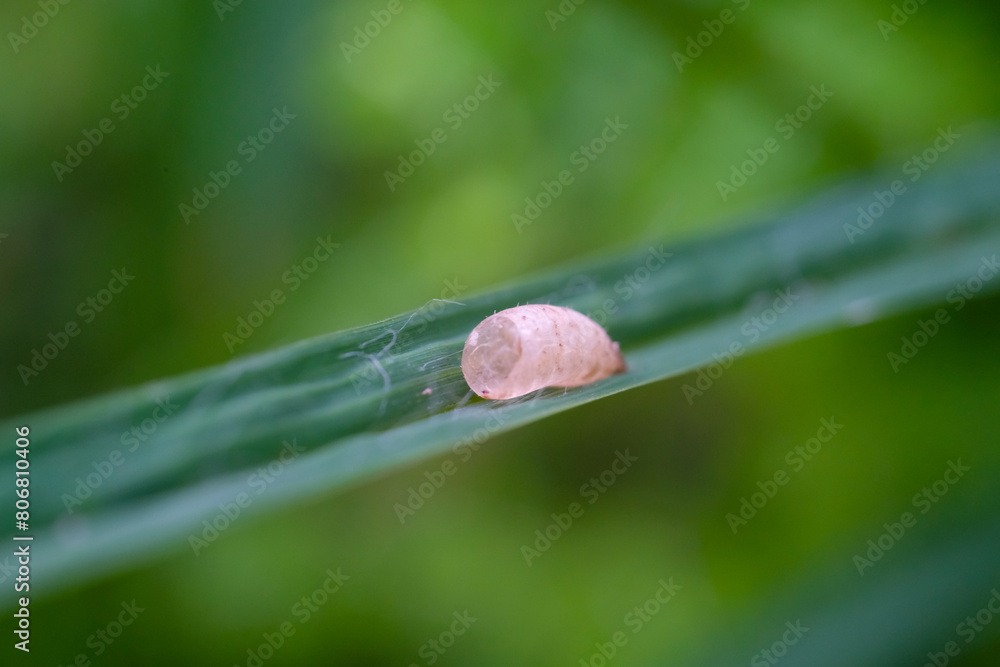 Caterpillar cocoons on wild grass leaves. Close up photo of empty white ...