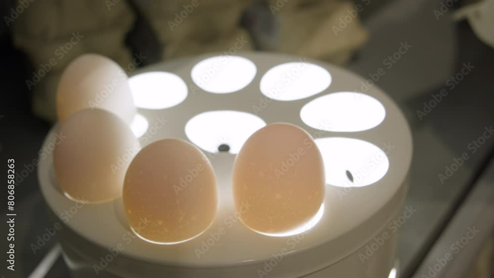 Checking chicken eggs for freshness in supermarket on ovoscope before ...