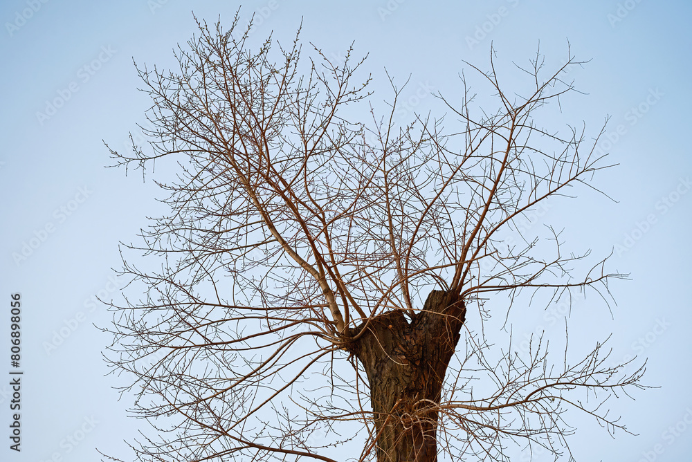 Tree limb growing back after harmful topping. Topping process where the ...