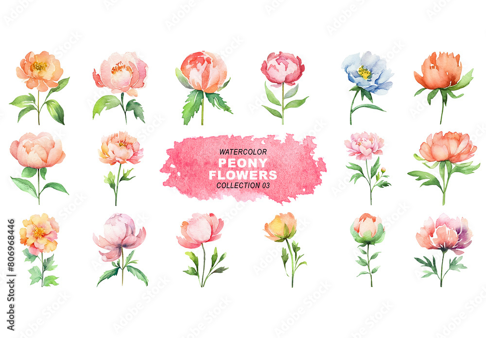 Watercolor painted style - peony flowers clipart isolated on ...