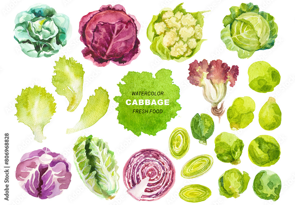 Watercolor painted cabbage clipart. Hand drawn fresh food design ...