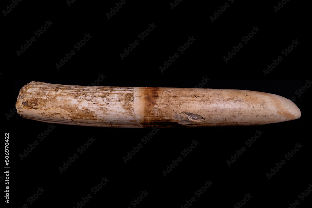 Elephant tusk is made up of a hard, dense bony tissue that is used for ...
