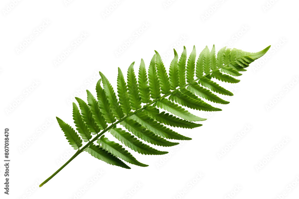 The image shows a frond of a fern. The frond is green and has a ...