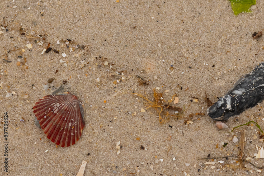 This pretty red scallop shell lay here on the beach beside an oyster ...