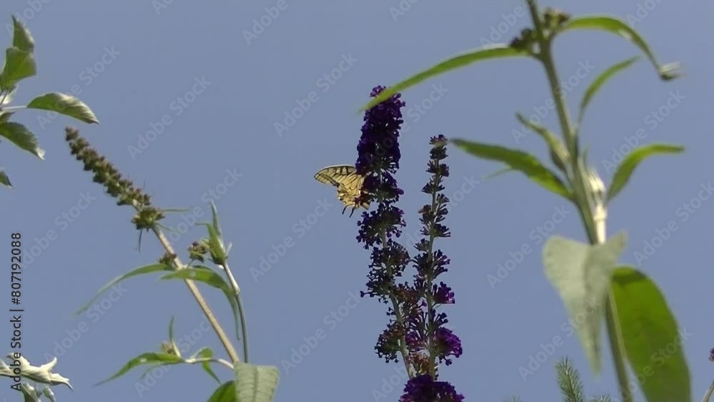 Violet flowers of Butterfly bush, Buddleja davidii, Summer lilac ...