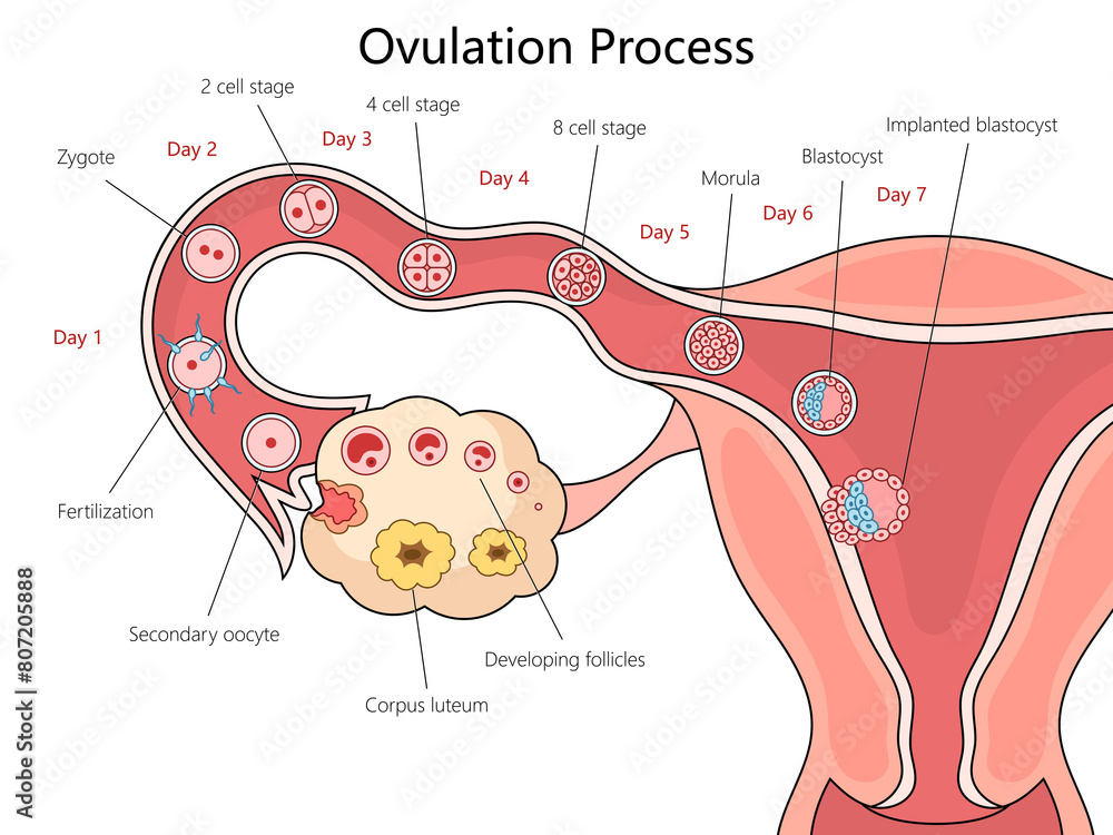 Stages of human ovulation and fertilization from Day 1 to implantation structure diagram hand ...