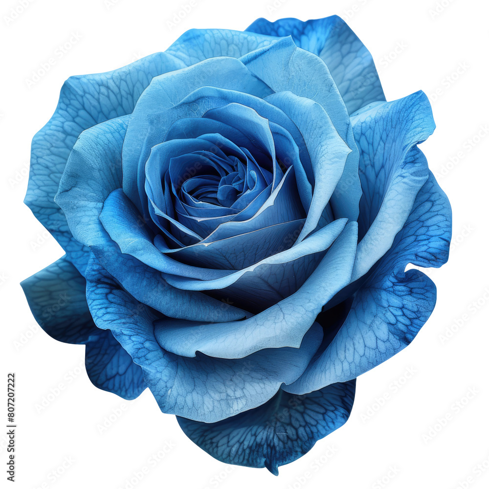 PNG cutout of a solitary blue rose petal on a transparent or white ...