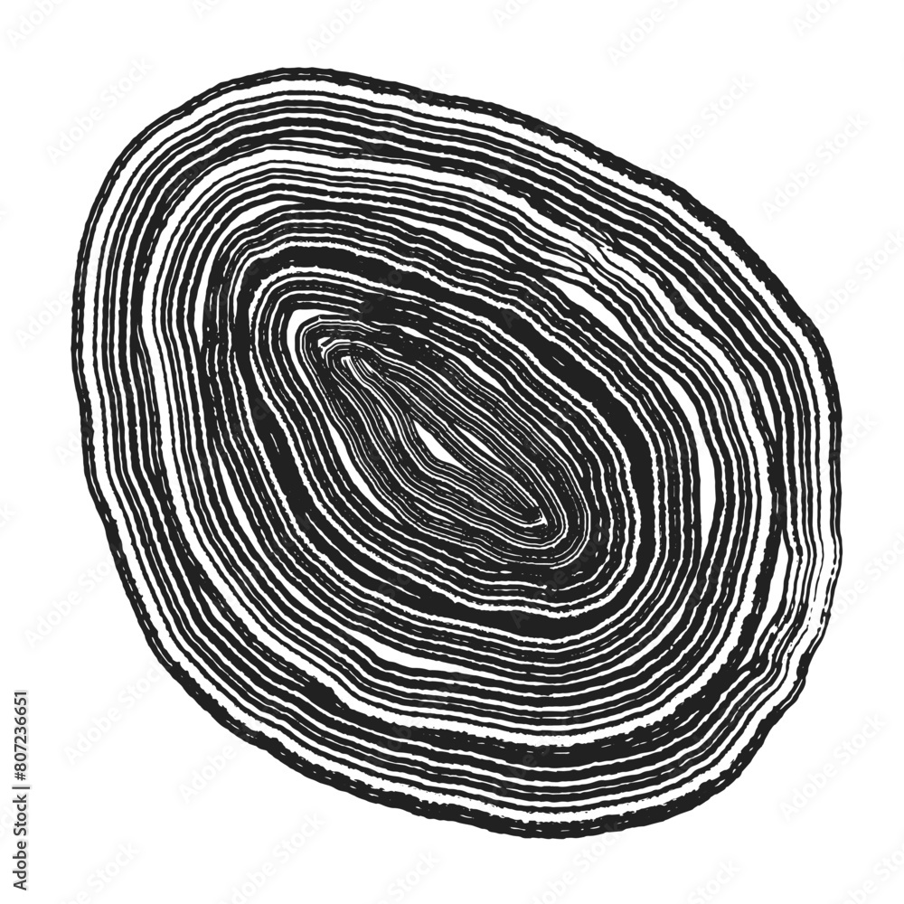 Cross section of tree stump slice with age rings. Black and white ...