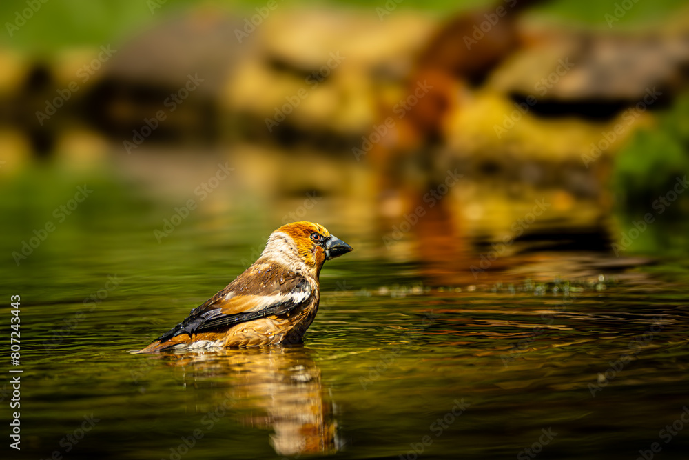 Kernbeißer Der Kernbeißer (Coccothraustes coccothraustes) ist ein ... Kernbeißer Der Kernbeißer (Coccothraustes coccothraustes) ist ein ...