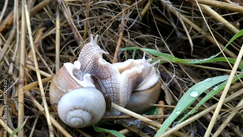 two snails with beautiful large shells mate to reproduce. copulation of ...