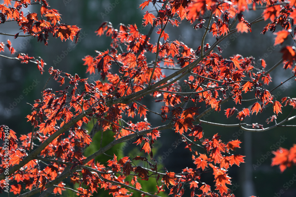 Acer platanoides is a Norway Maple Royal red. Young spring leaves in ...