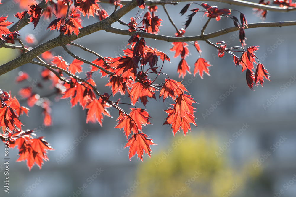 Acer platanoides is a Norway Maple Royal red. Young spring leaves in ...
