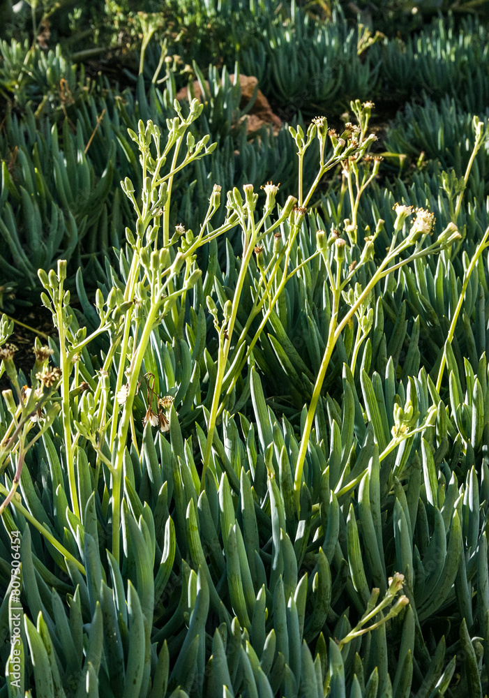 Senecio mandraliscae (Blue Chalksticks), Ground cover succulent plant ...