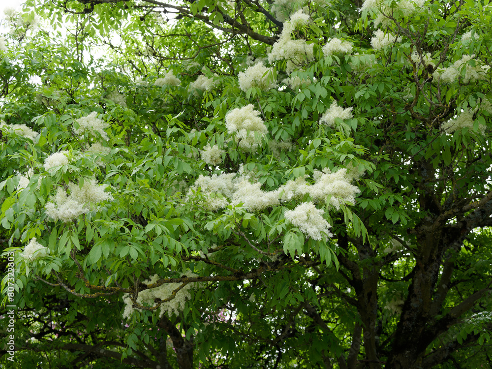 (Fraxinus ornus) South European flowering ash tree or manna ash tree ...