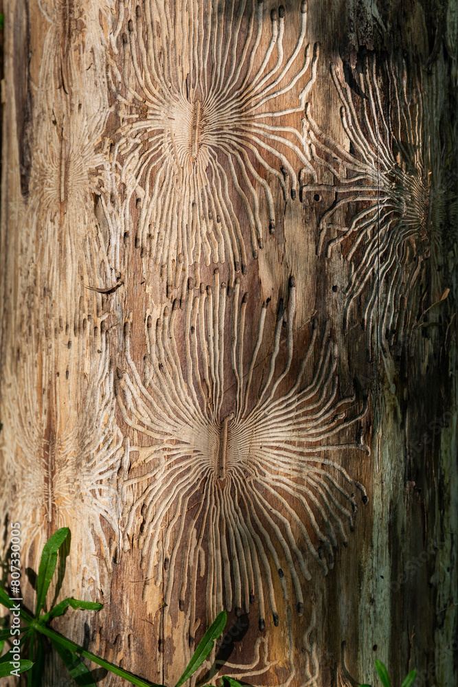 Closeup imprint of bark beetle under piece of wood. Tree was eaten by ...