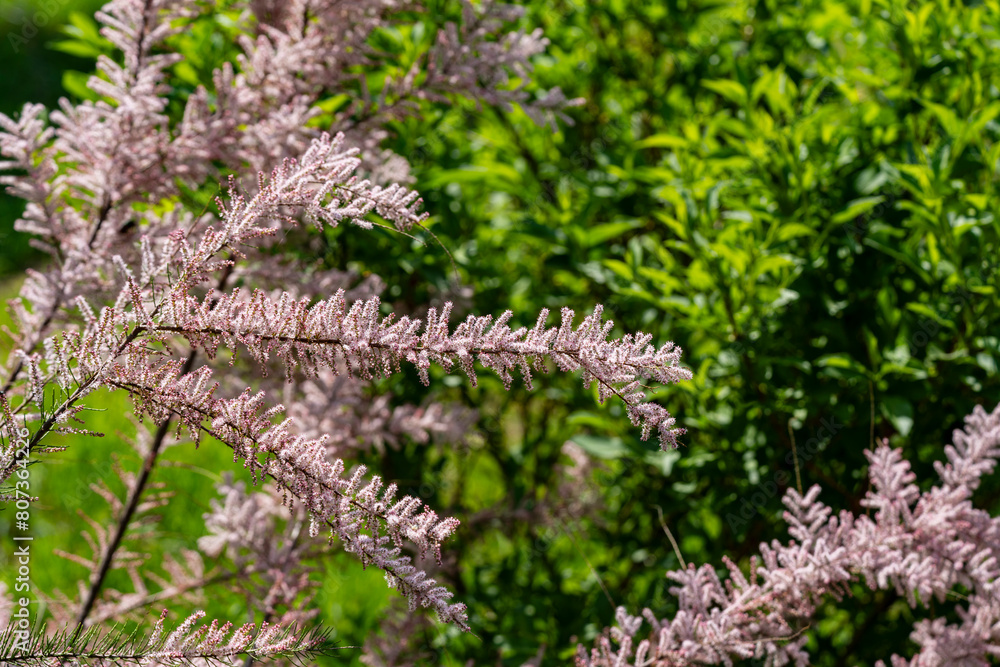 Soft pink flowers tamarix tree in spring garden, closeup. Blossoming ...