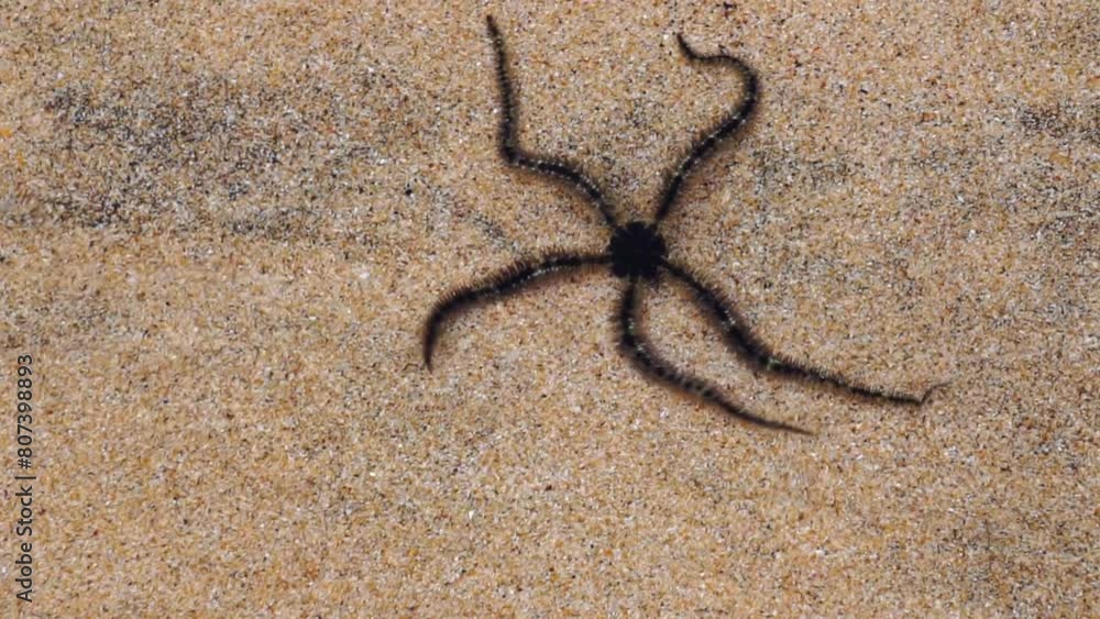 Ophiothrix fragilis (common brittle star, hairy brittle star, Asteria ...