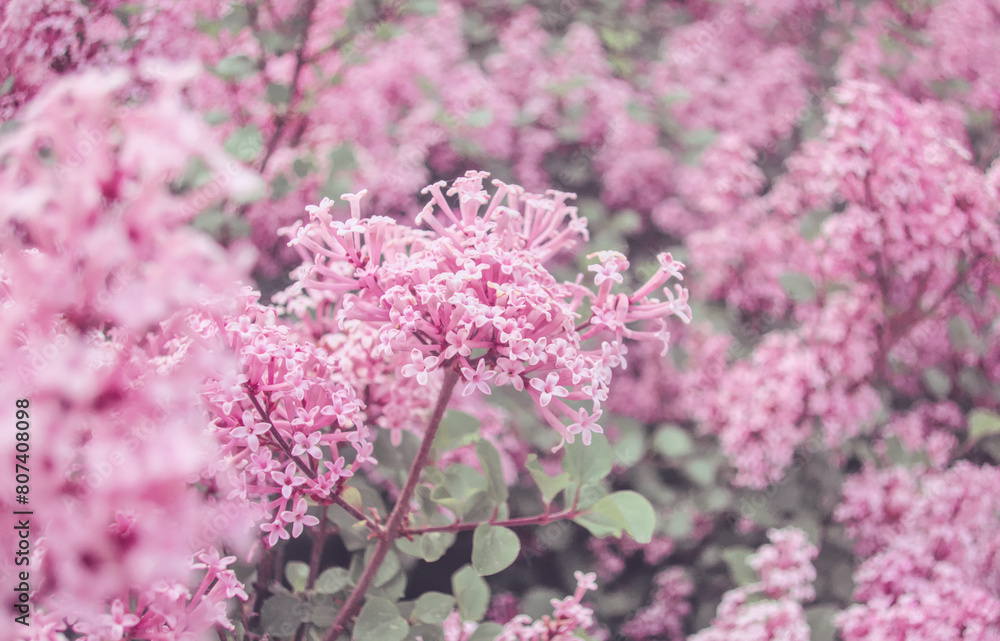 Syringa meyeri "Red Pixie", compact, bushy shrub, blooming purple pink ...