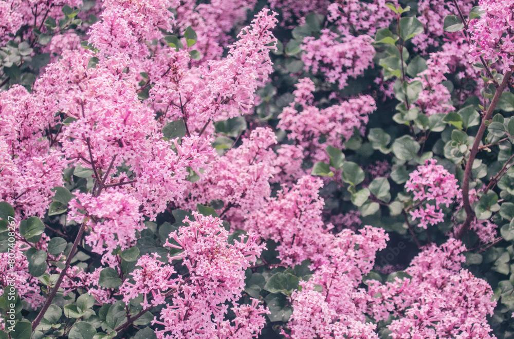 Syringa meyeri "Red Pixie", compact, bushy shrub, blooming purple pink ...