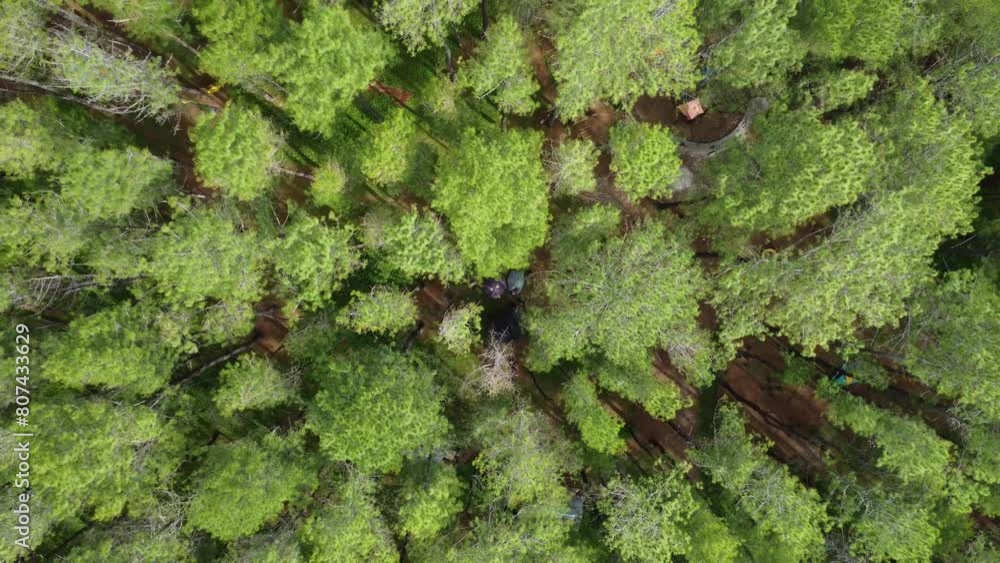 An aerial view of a dense pine green forest. The various shades of ...