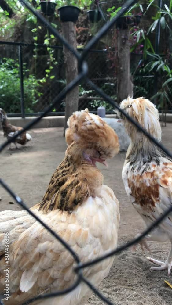 Feathered Curiosity: Spotted Chicken. A spotted chicken gazes through ...